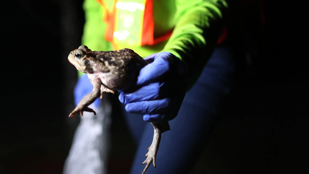 11 of the world’s most poisonous and venomous animals