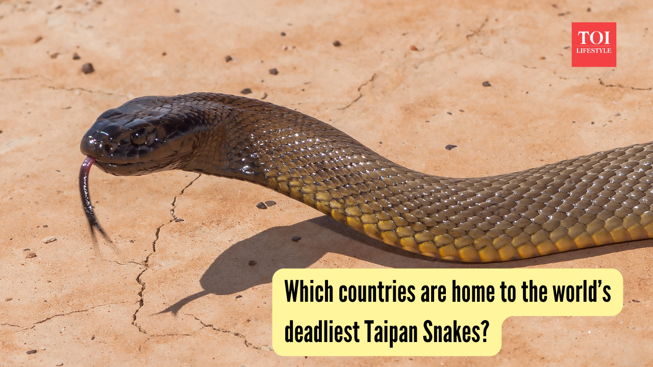 Which countries are home to the world’s deadliest taipan snakes?