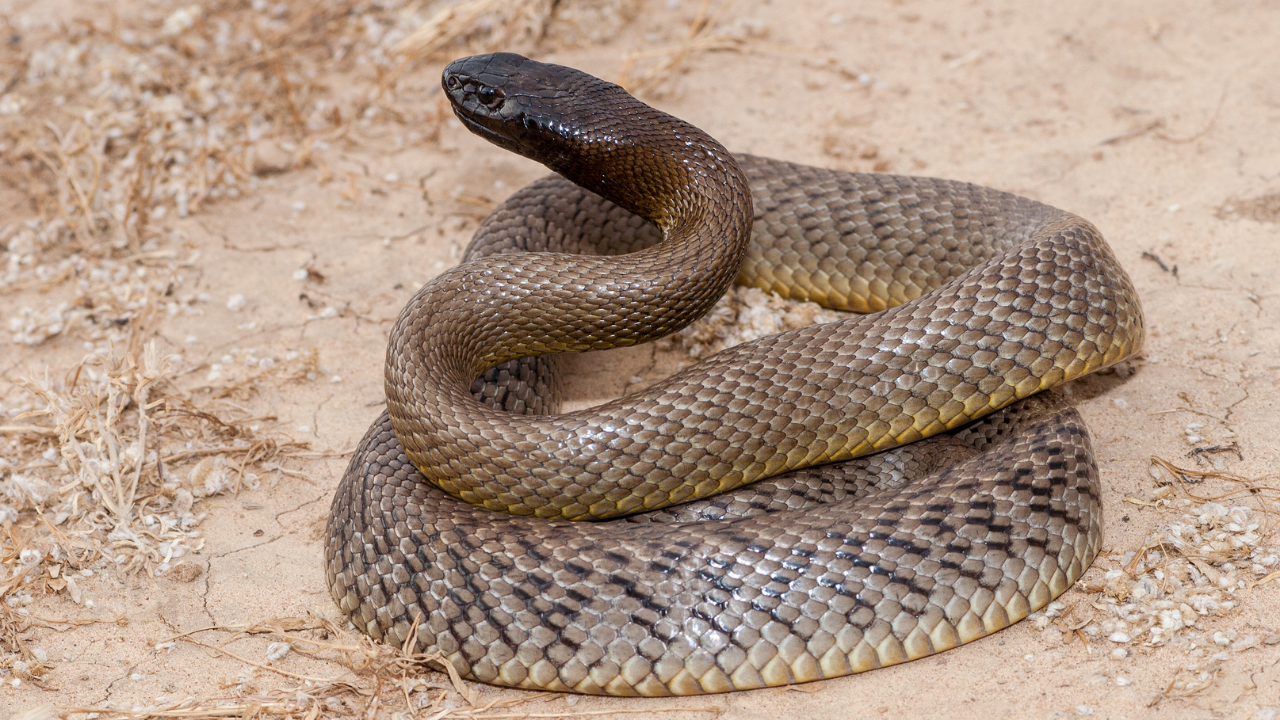 Which countries are home to the world’s deadliest taipan snakes?