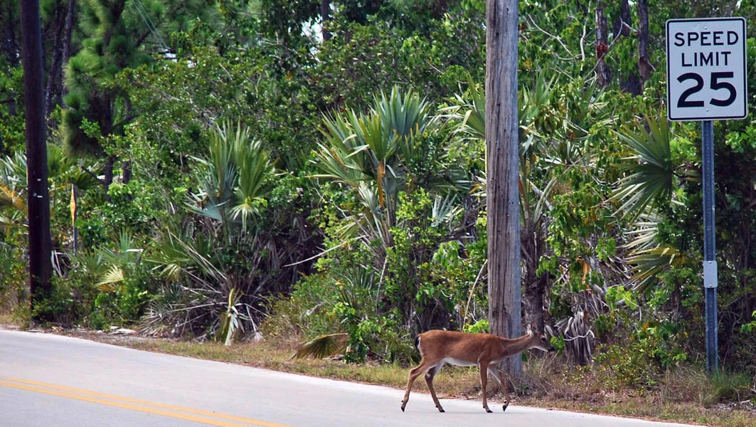 Endangered island deer and climate vulnerability