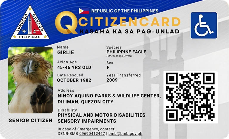 Girlie, oldest Philippine eagle in captivity, 'issued' senior, PWD cards