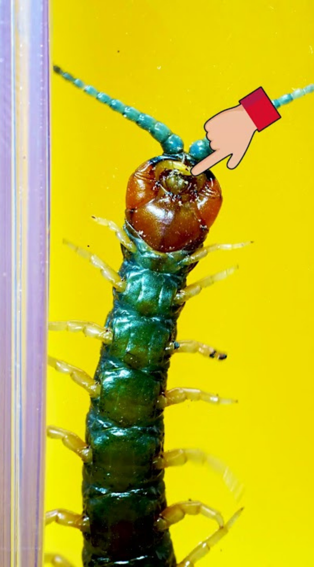 Centipede Almost Bites My Hand Close Encounter