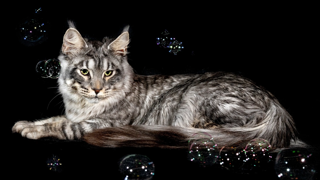 13 fascinating domestic and wild cats