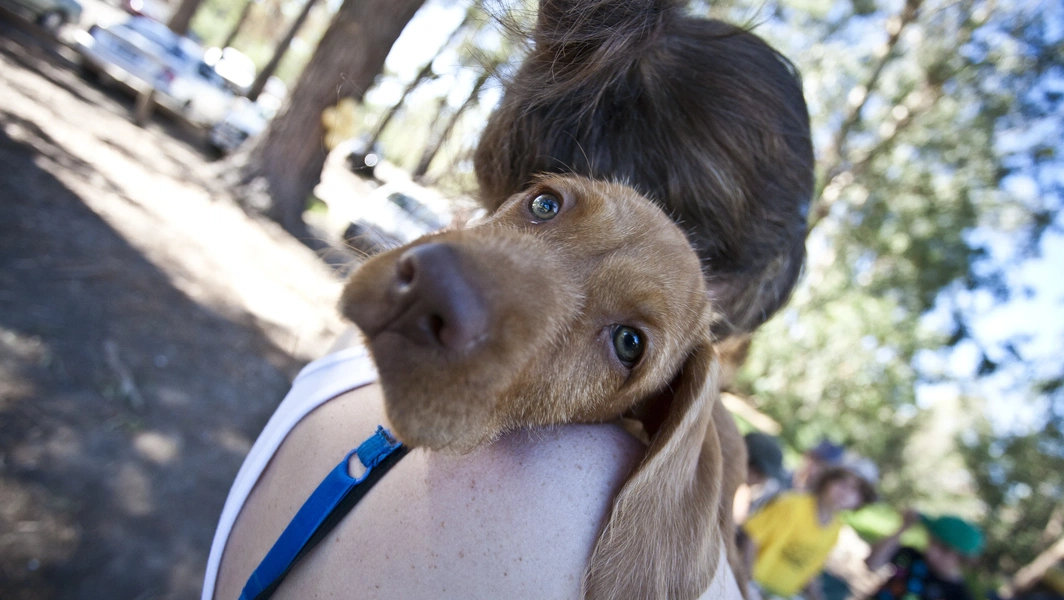 Certain dog breeds form deep lifelong bonds with one person