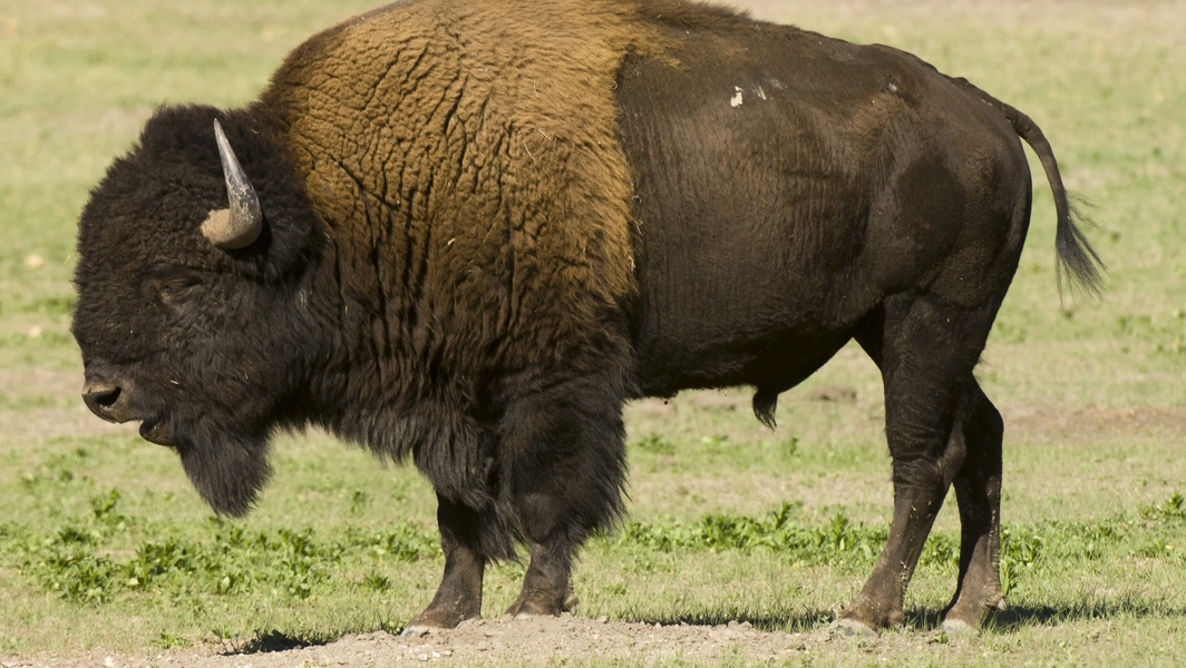 8 large and rare animals of Minnesota