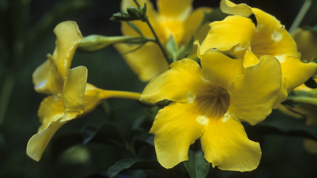 6 yellow-flowering climbers that attract pollinators