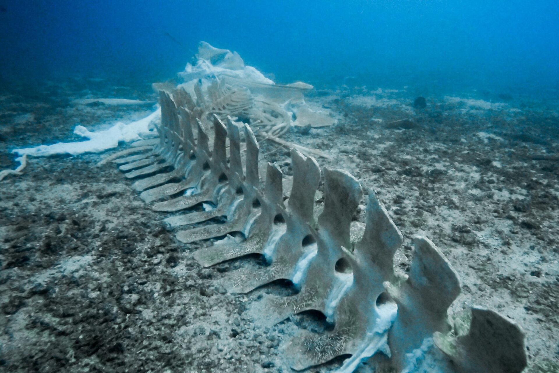 The largest whale graveyard on the planet hides a valuable secret