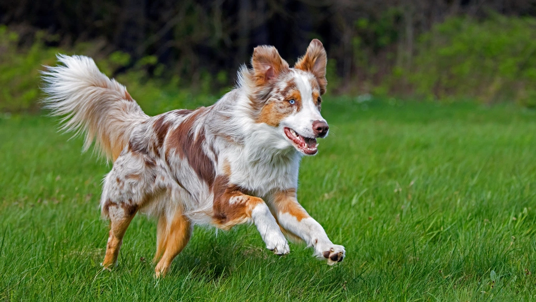 15 energetic dog breeds full of playful spirit