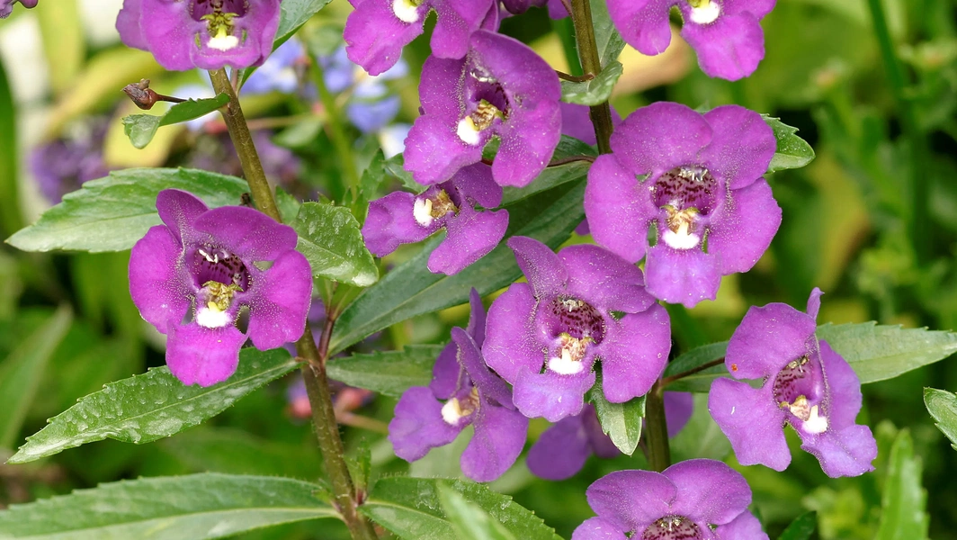 18 flowers that thrive without deadheading