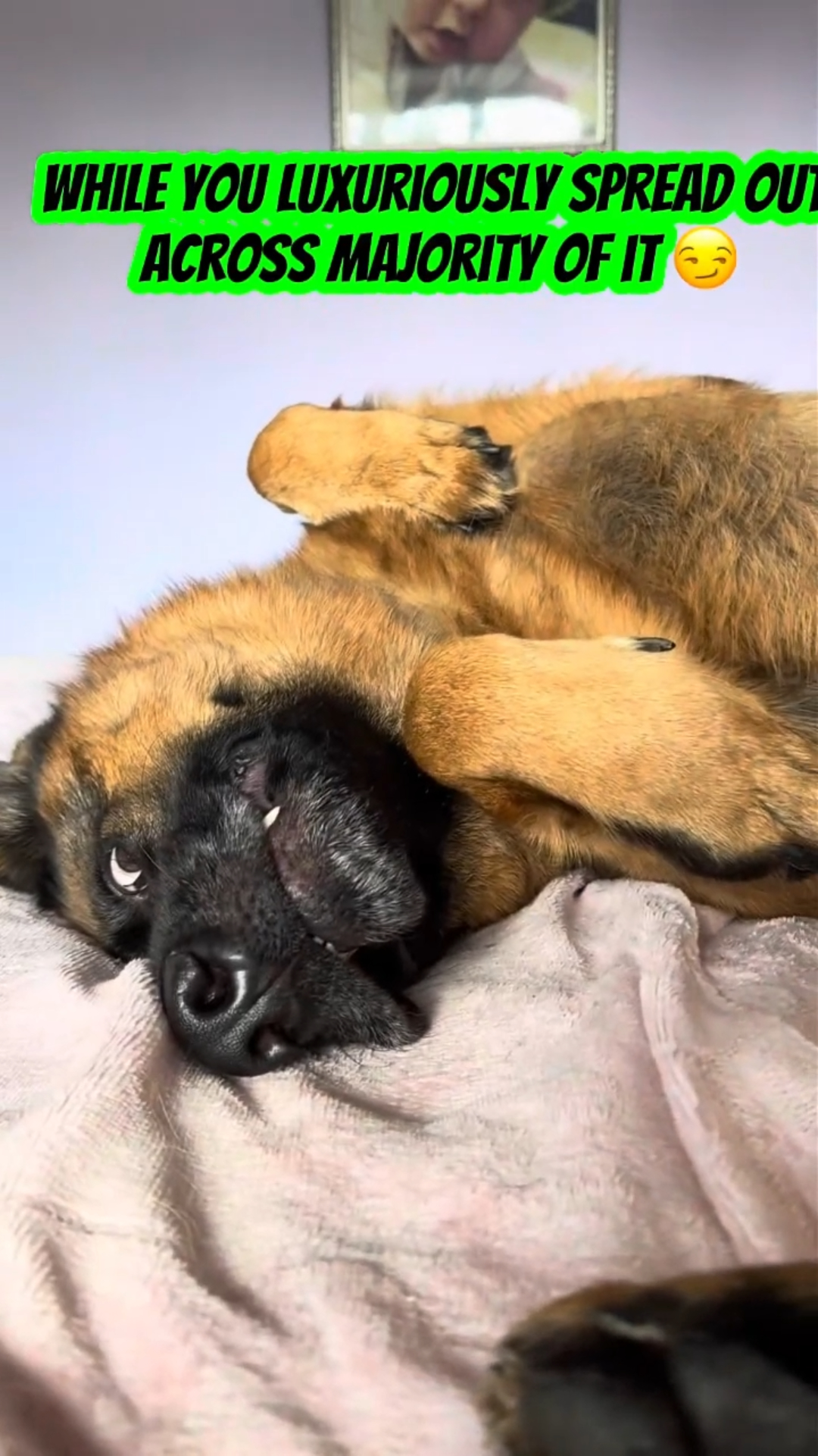 Things you need to know before living with a human funny dog POV