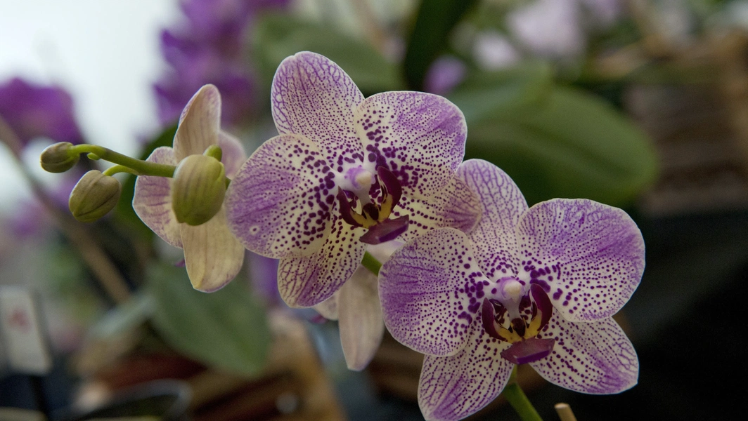 Orchid care secrets for thriving blooms