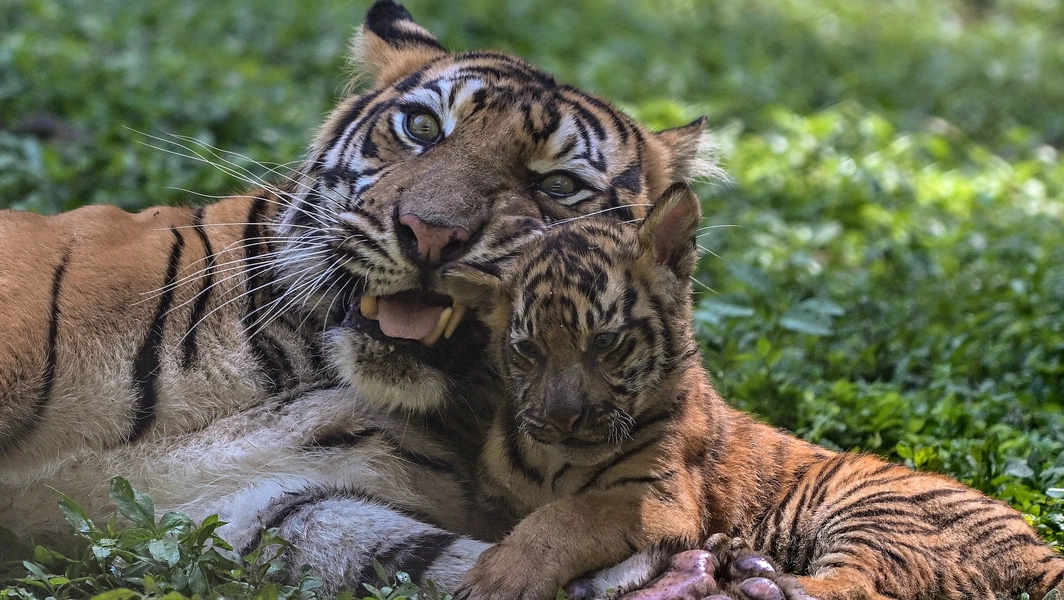 Factors influencing tiger lifespans