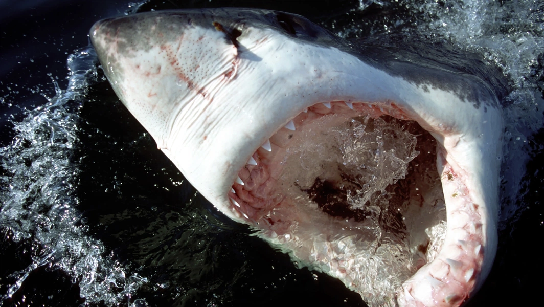 15 predators capable of attacking humans