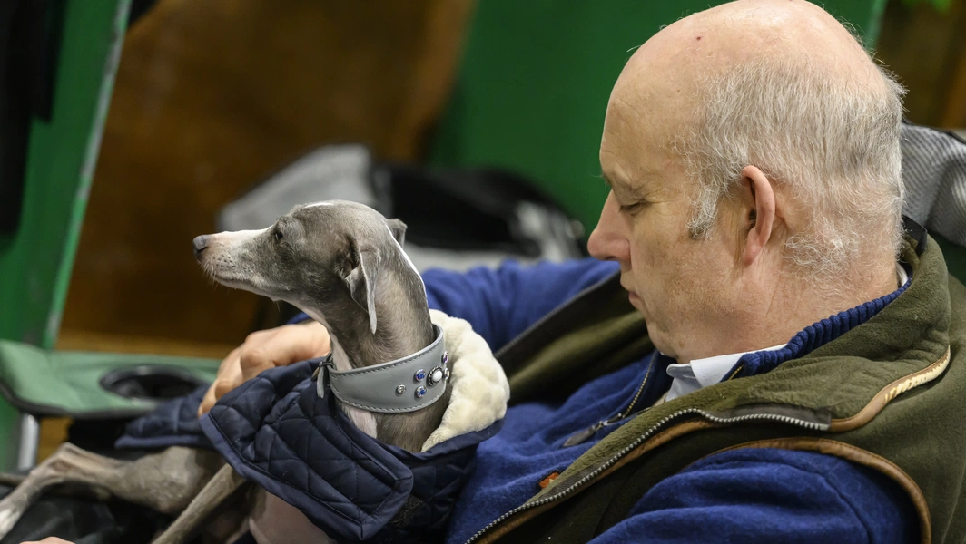 Living happily with your Italian greyhound