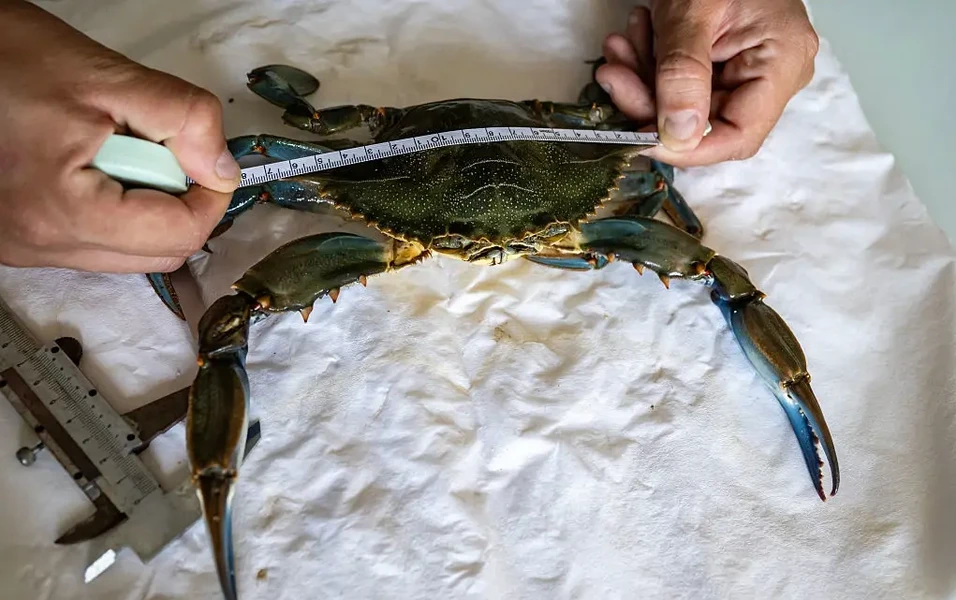 Maryland's blue crab 'mustard' prized despite toxin concerns