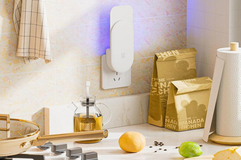 I kept seeing more ants and fruit flies in my kitchen — an entomologist ...