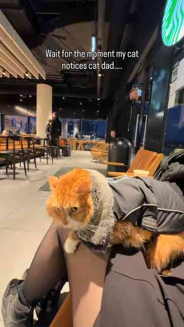 Why cat dads are always the real winners