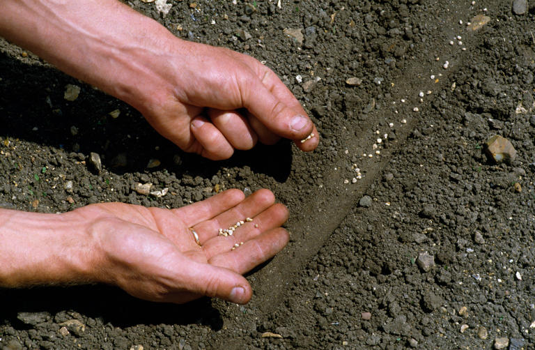 The most important gardening jobs to do in July