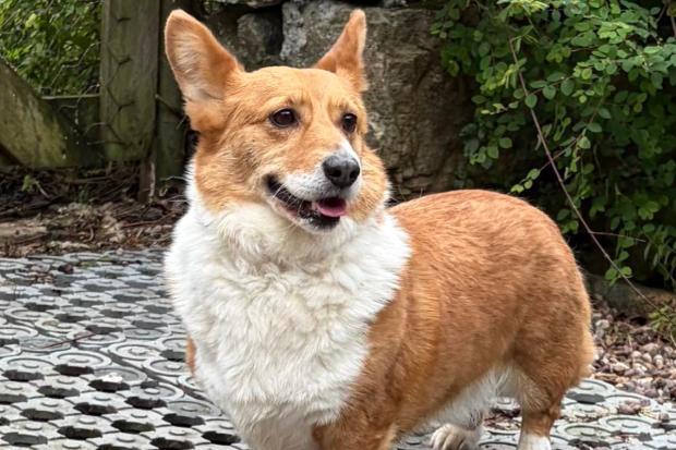 Sweet corgi Louis seeks quiet forever home after return to rescue