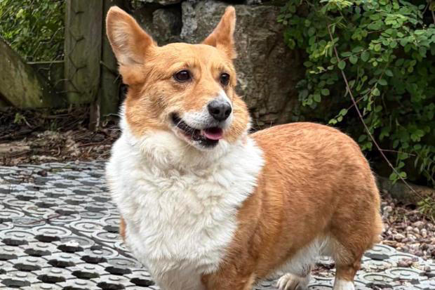 Sweet corgi Louis seeks quiet forever home after return to rescue