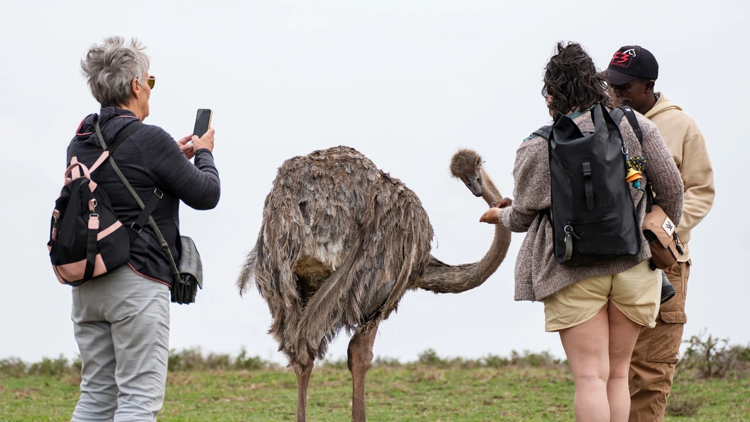5 giant birds with remarkable and dangerous traits