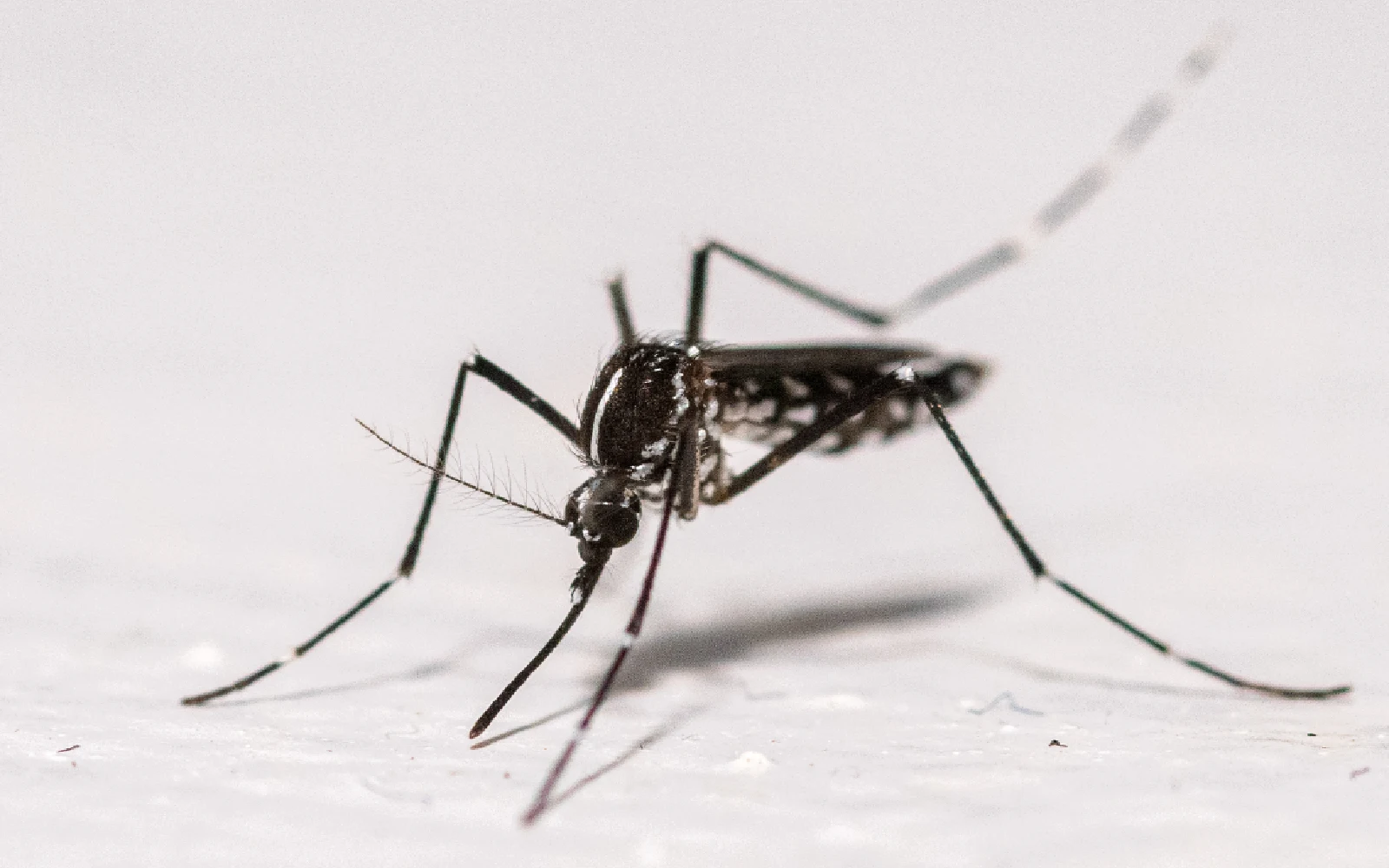 Why are some people mosquito magnets? Clues are emerging
