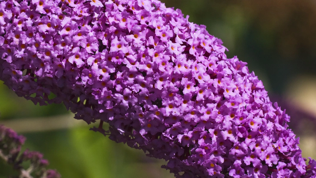 6 blue-flowering shrubs for color and wildlife