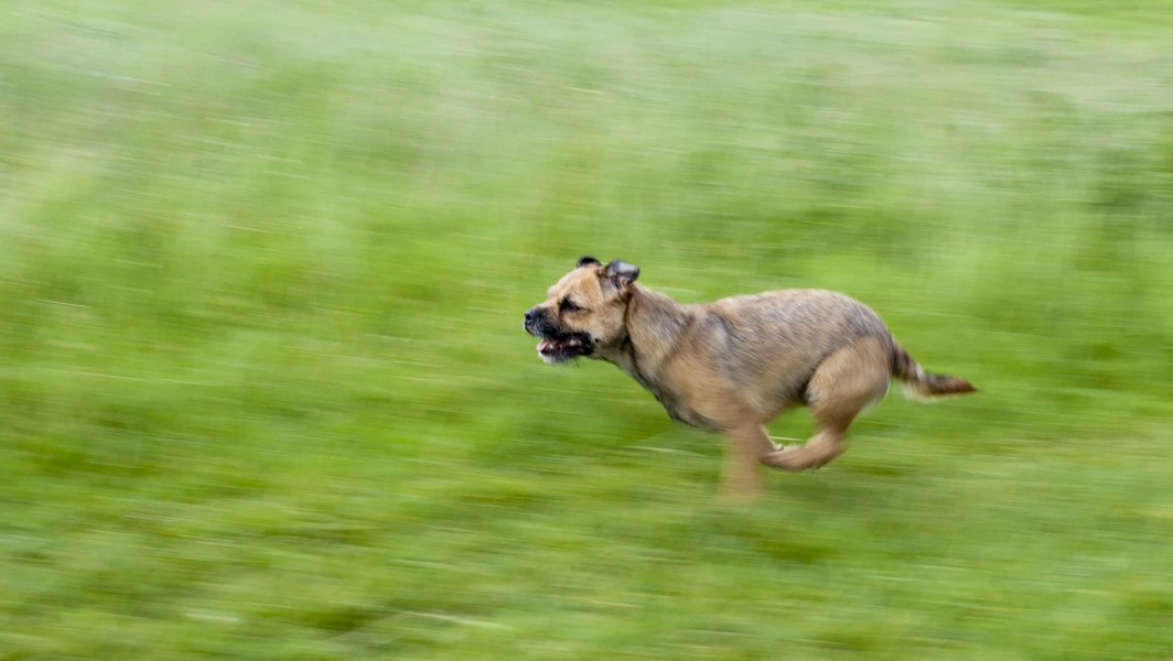 10 behaviors that reveal a dog’s fear