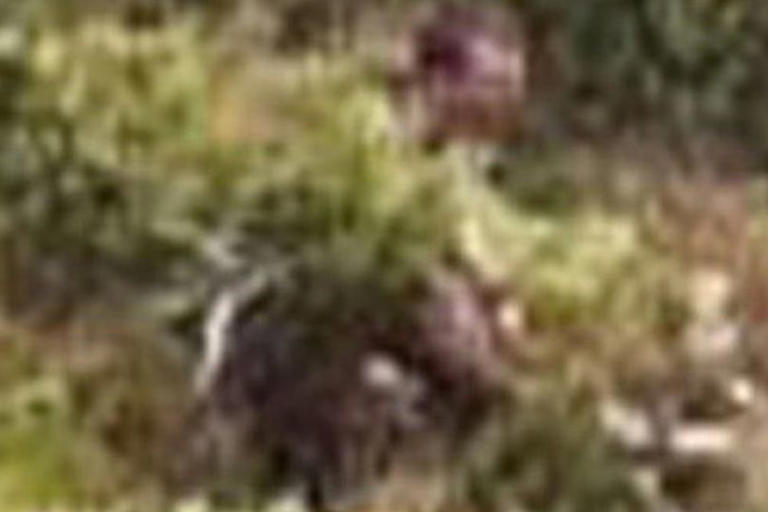 Terrifying sound hikers heard at exact time man disappeared without ...