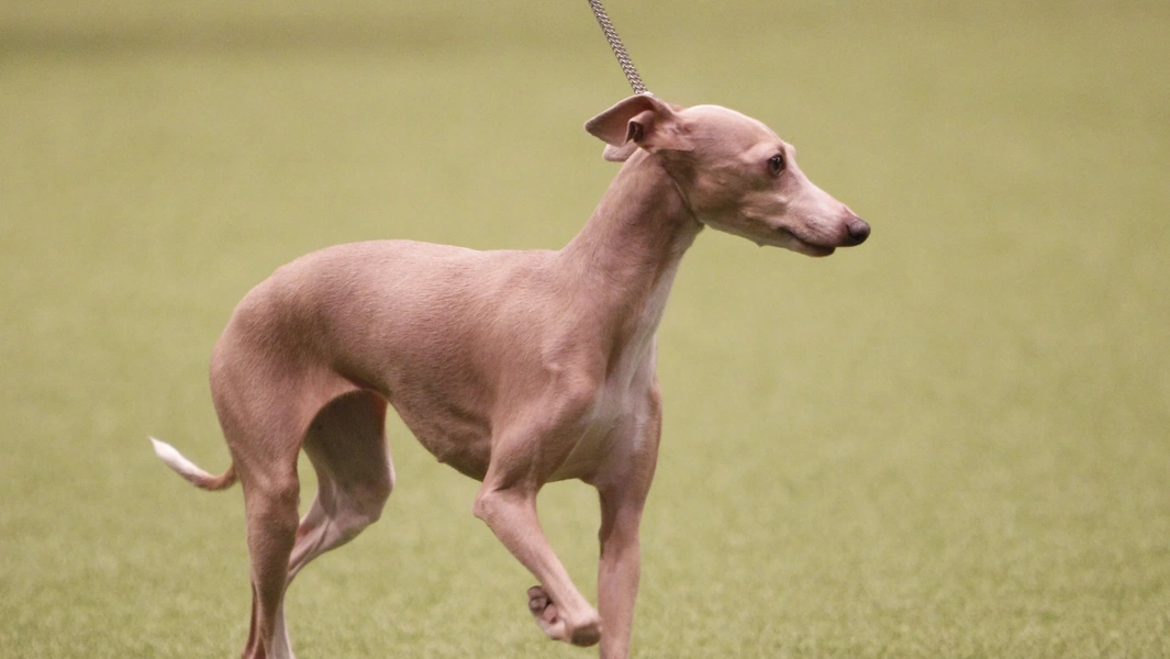 Living happily with your Italian greyhound