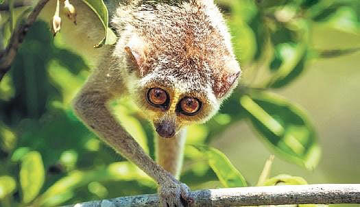 PIL seeks to insulate electric lines inside slender loris sanctuary in ...