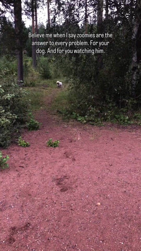 Happy dog zoomies moments