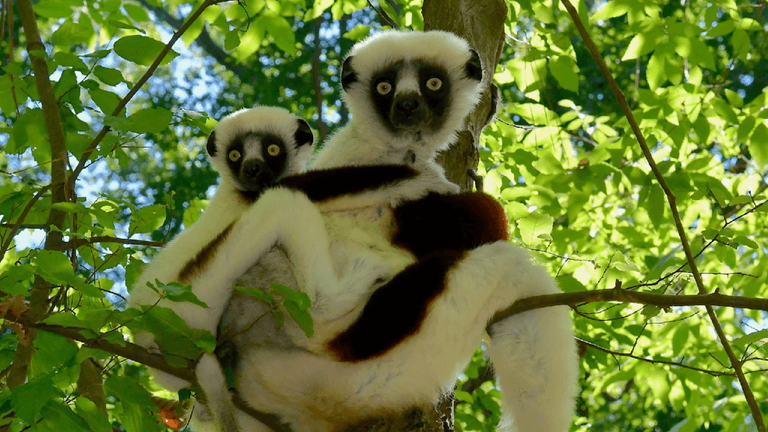 Pomona is growing up: Duke Lemur Center highlights playful 5-month-old ...