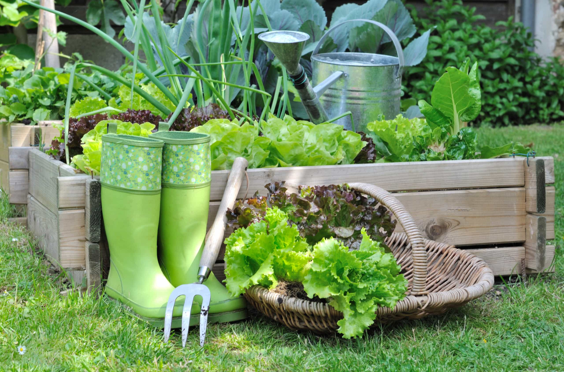 How to make your own vegetable patch