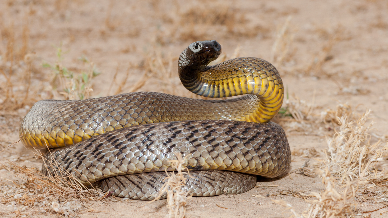Which countries are home to the world’s deadliest taipan snakes?