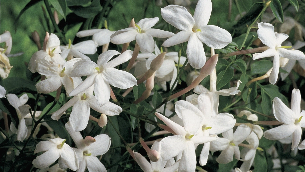 8 fragrant climbing plants for gardens