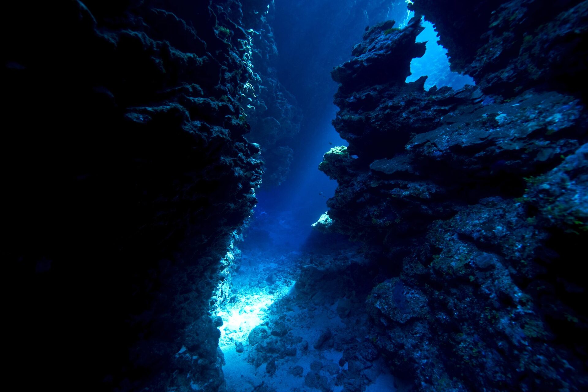 The largest whale graveyard on the planet hides a valuable secret
