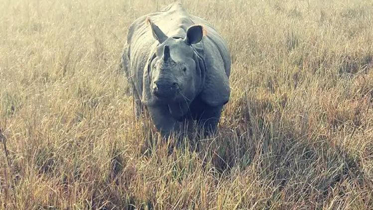 Manas National Park records zero rhino and tiger poaching for three ...