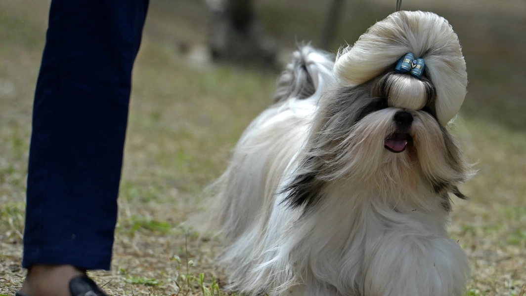 14 calm and gentle dog breeds