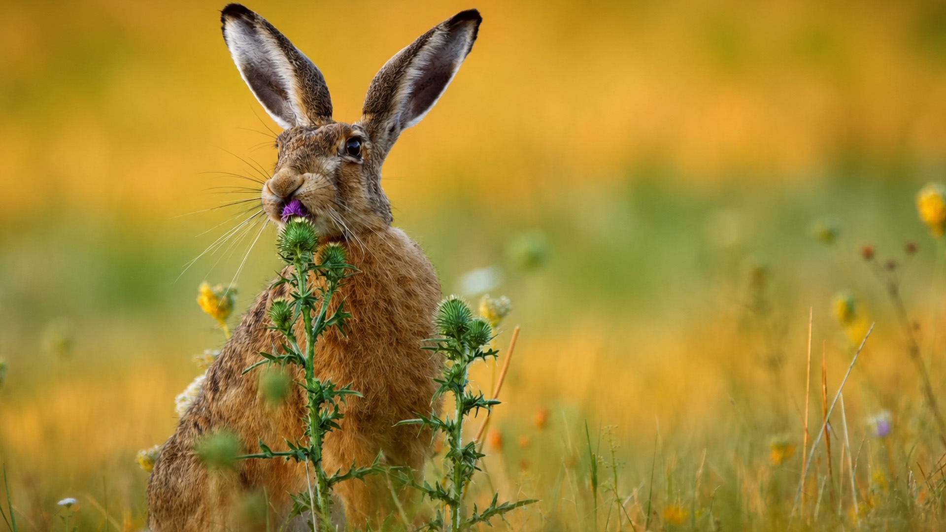 A hidden camera captured this hare feeding in a wildflower meadow