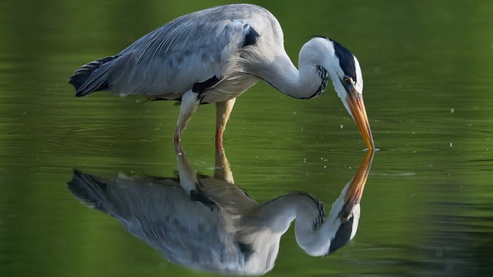 Tropical heron spotted in the UK for the first time