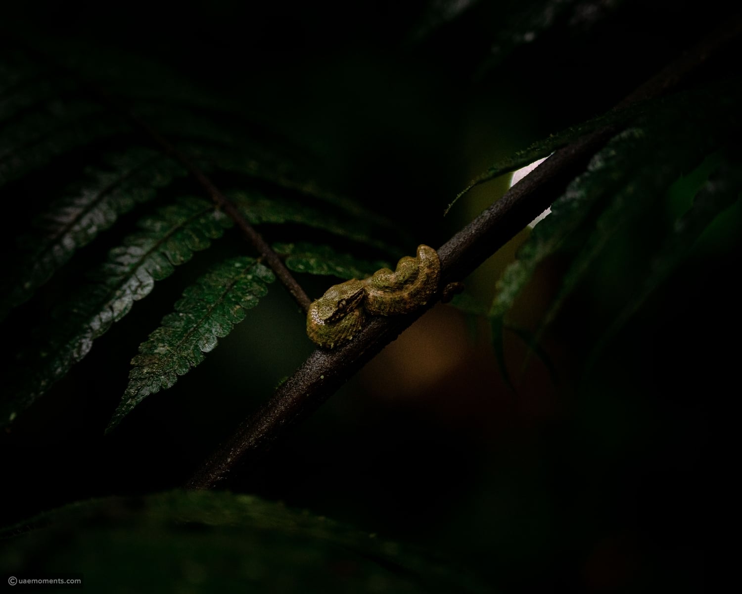 Ambush predators that blend in and look just like leaves