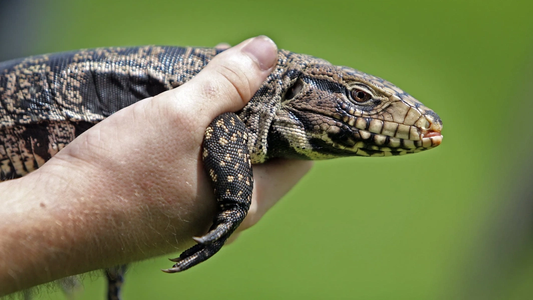 Invasive Argentine tegus threaten Georgia's wildlife