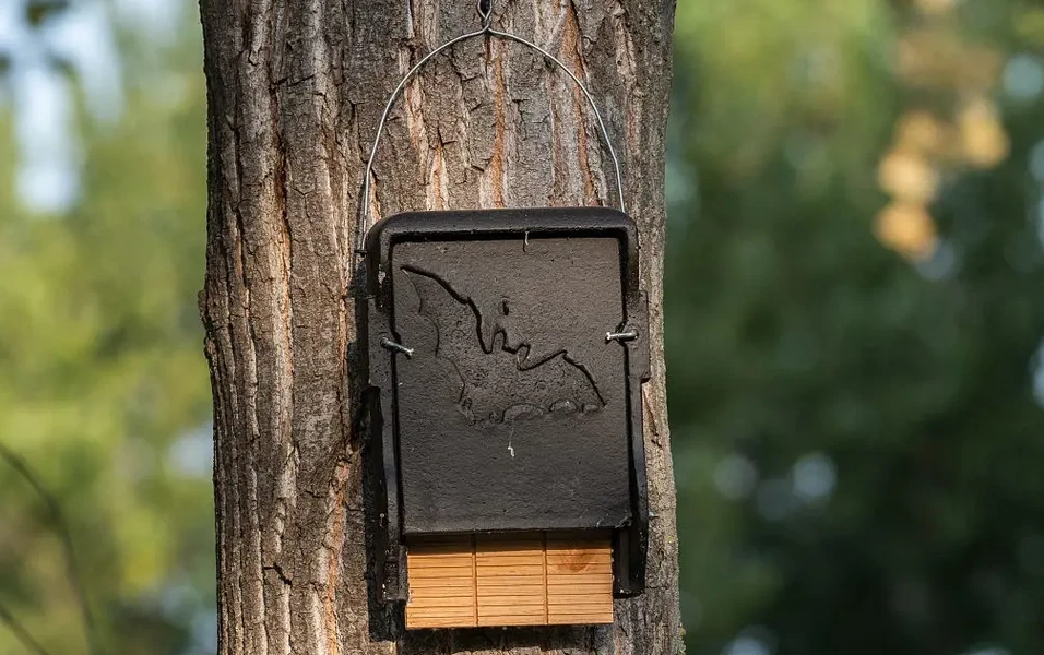 Why your garden needs bats this summer