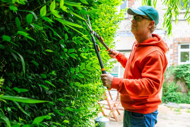 Neighbour's tree overhanging your garden in UK - your rights and who's ...