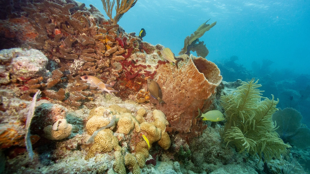 Florida's coral reefs, wildlife, and conservation challenges