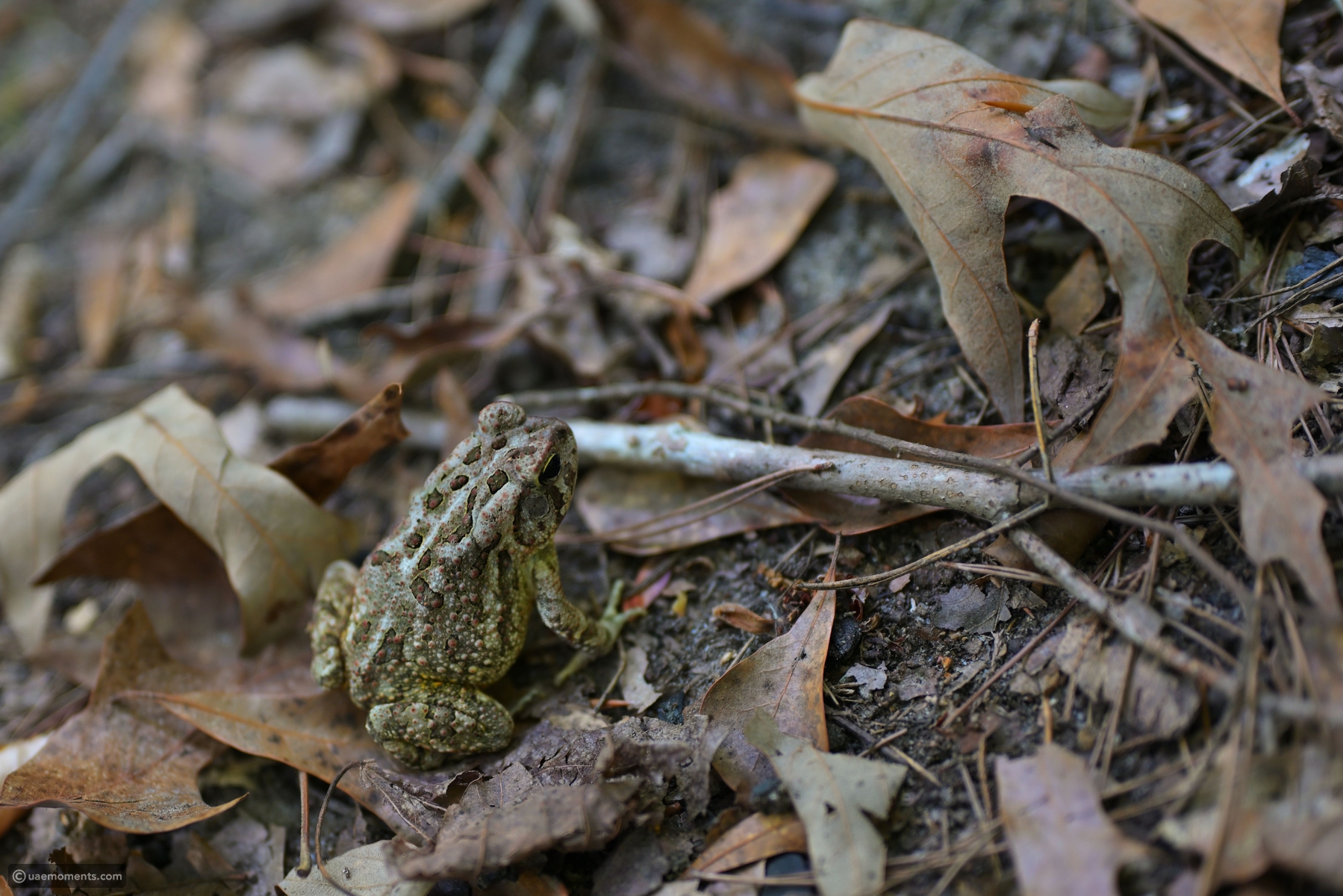 Ambush predators that blend in and look just like leaves