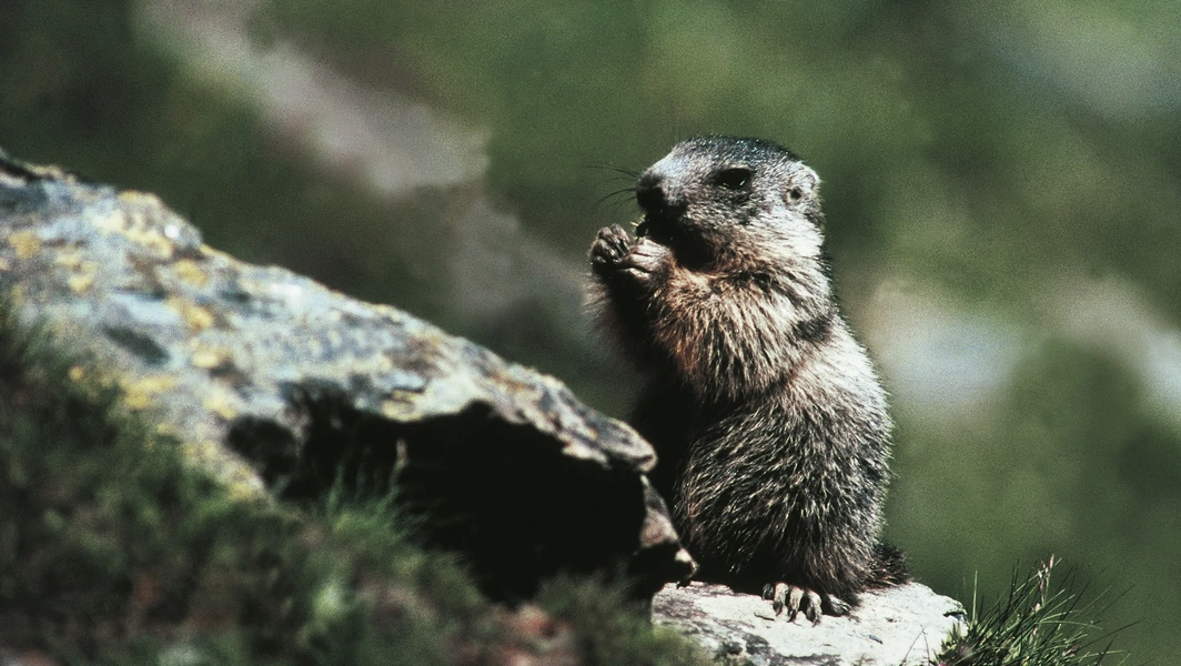 Romania’s alpine marmots bounce back strong