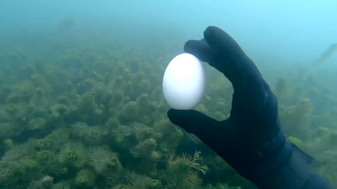 He spotted a weird egg underwater, "yellow undertone," then asked ...