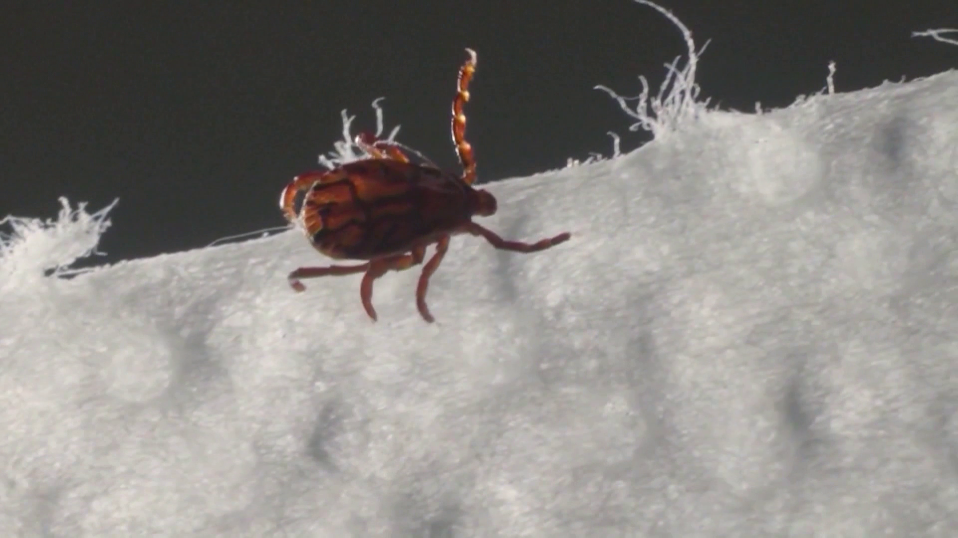 Man hospitalized for weeks after contracting tick-borne illness